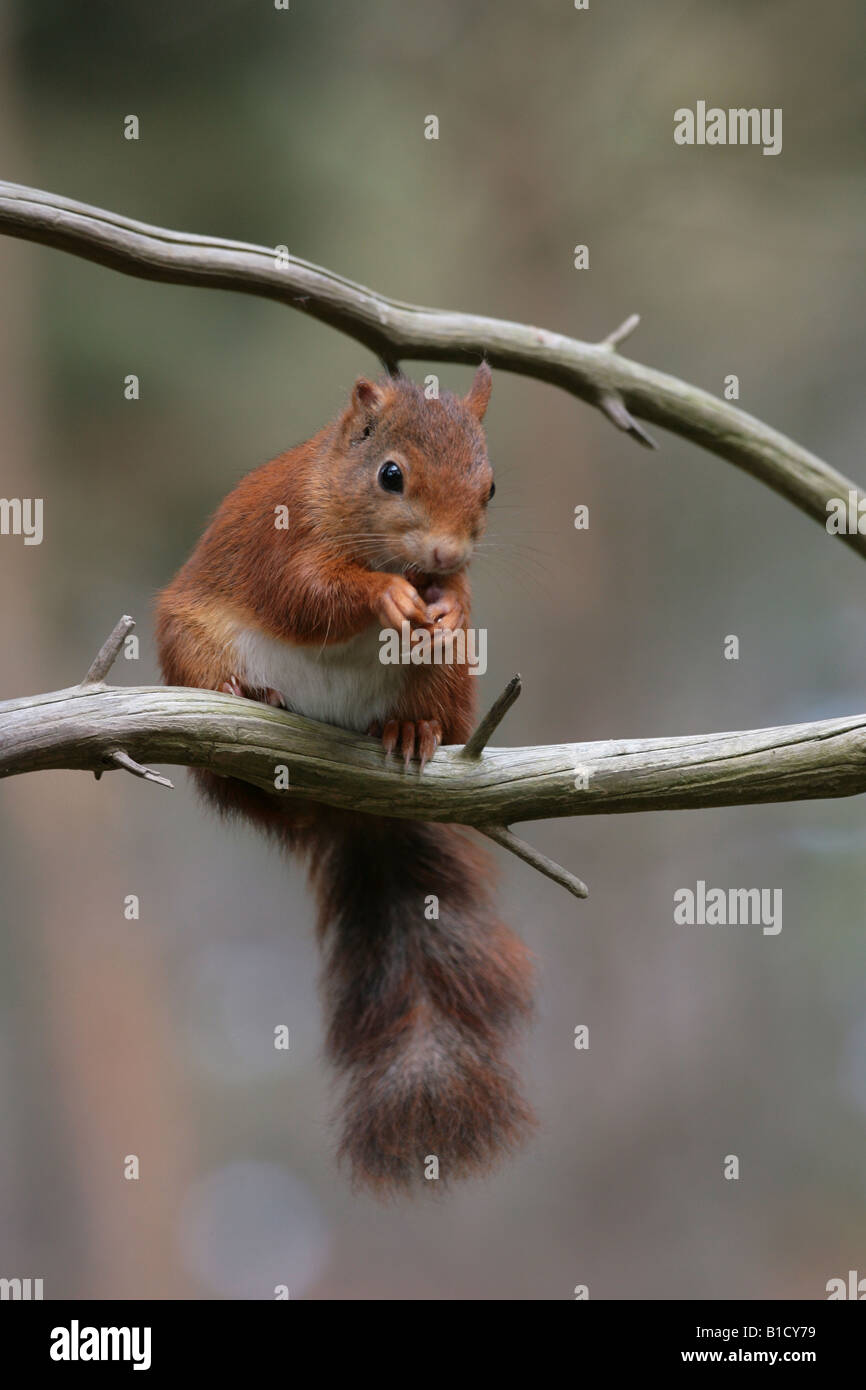 Red squirrel sitting on a pine tree branch at Formby point Stock Photo ...