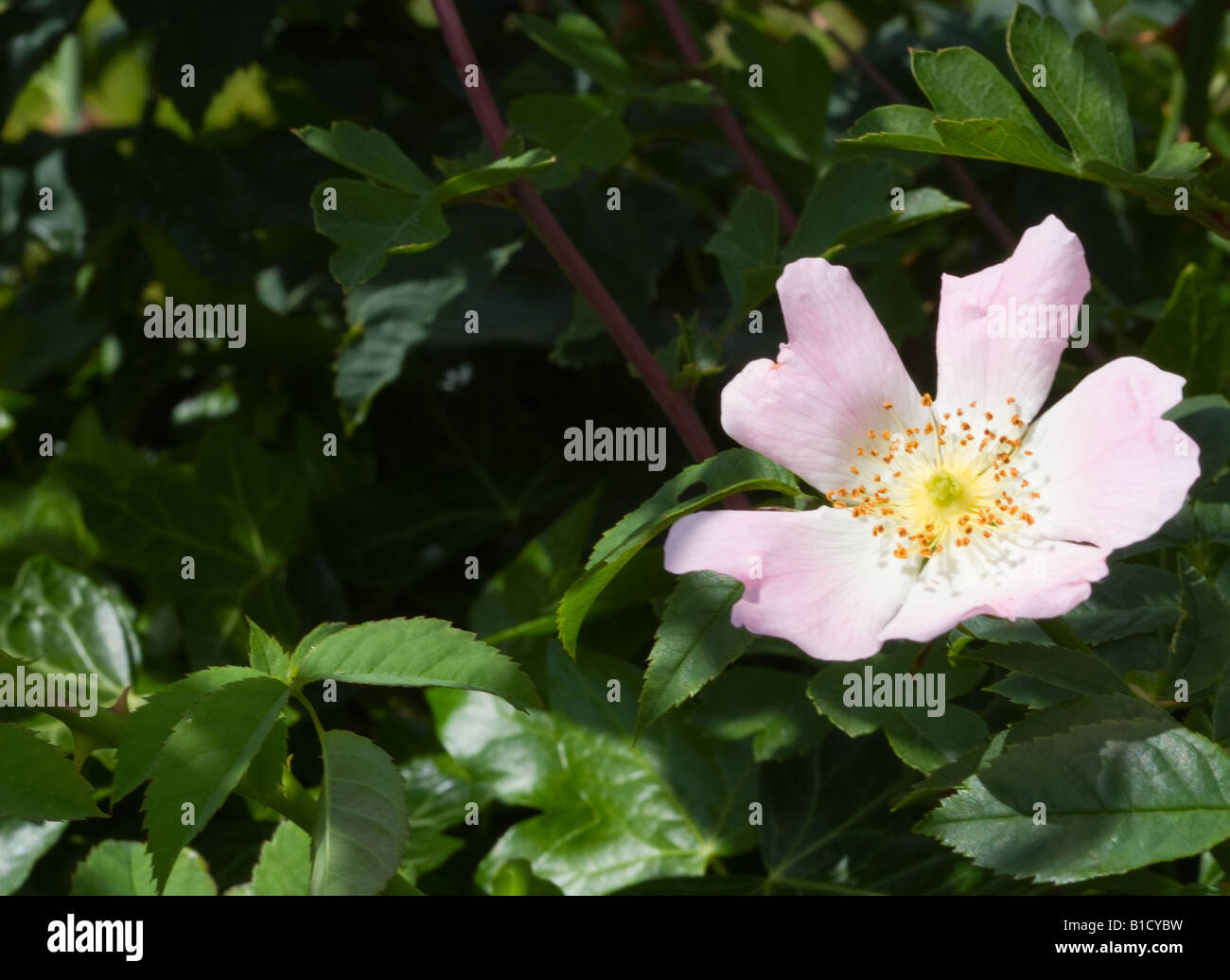 Pale Pink Wild Dog Rose by the Trent & Mersey Canal near Rode Heath ...