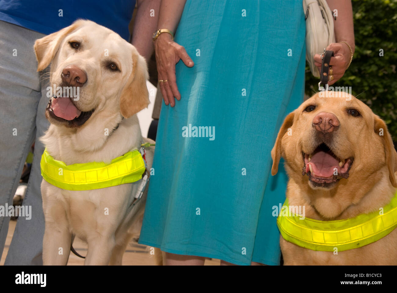 Owners with their guide dogs Hammersmith London UK Stock Photo - Alamy