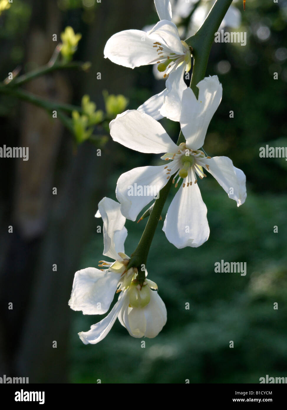 Bitter orange (Poncirus trifoliata Stock Photo - Alamy