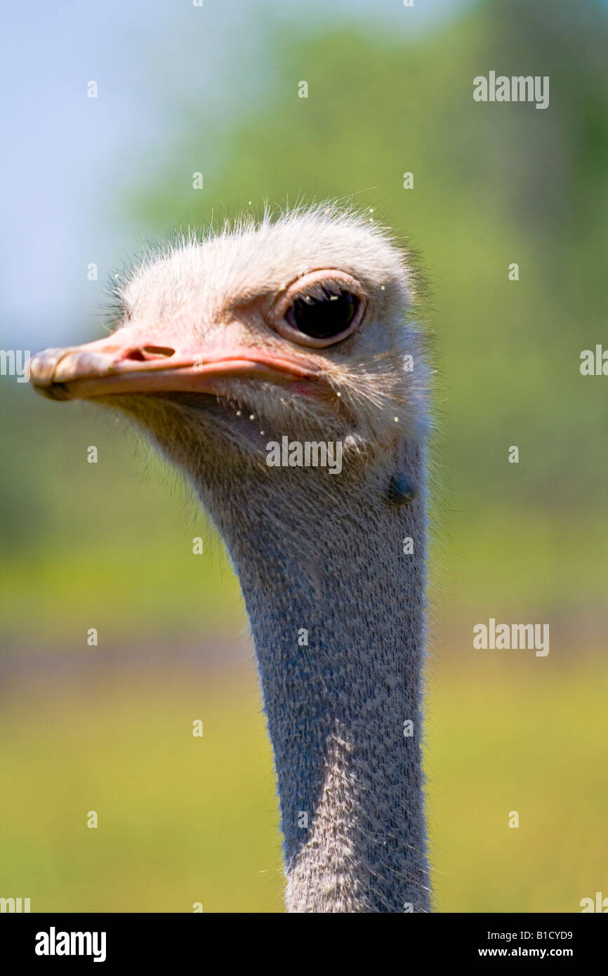 The aruba ostrich farm hi-res stock photography and images - Alamy