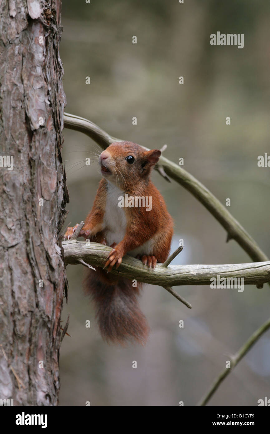 Red squirrel sitting on a pine tree branch at Formby point Stock Photo ...