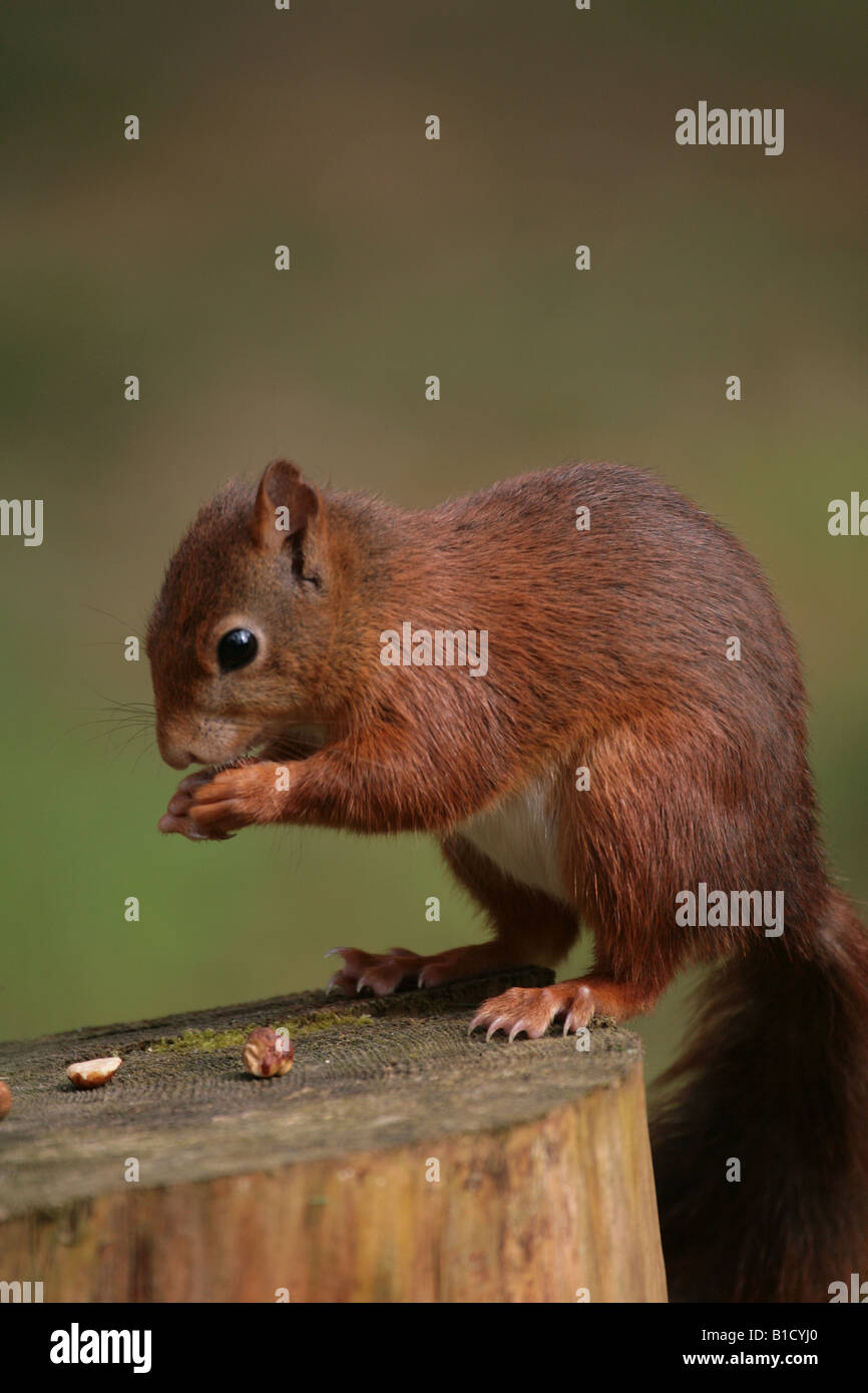 Red squirrel eating hazel nuts at Formby point Stock Photo - Alamy