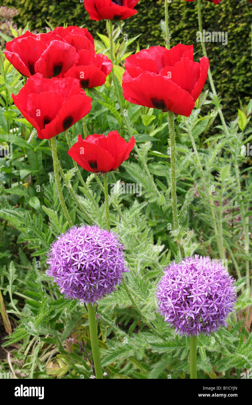 Alliums and poppies hi-res stock photography and images - Alamy