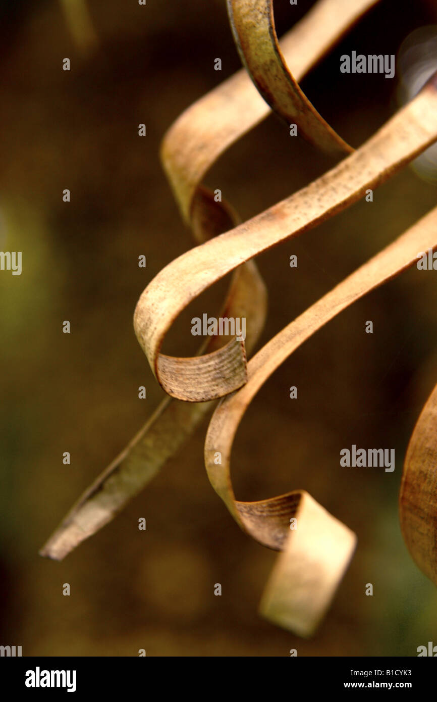 Curled leave hi-res stock photography and images - Alamy