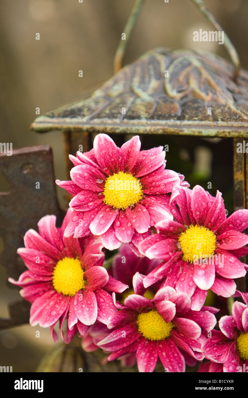 Flowers on garden lantern Stock Photo - Alamy