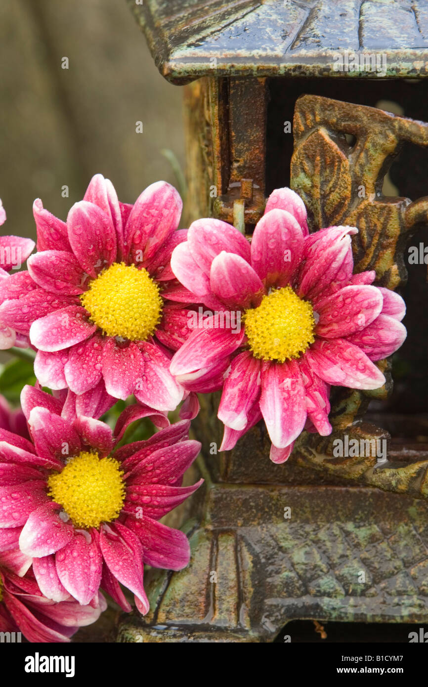 Flowers on garden lantern Stock Photo - Alamy