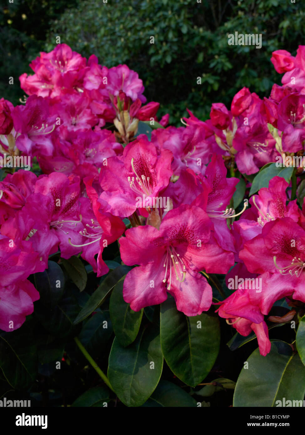 William's rhododendron (Rhododendron williamsianum 'Lissabon' Stock ...
