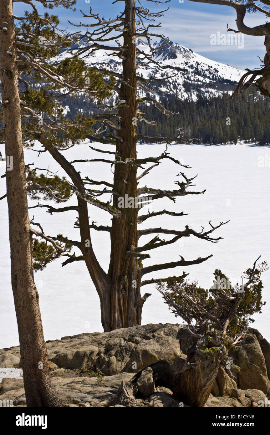 Whithered hi-res stock photography and images - Alamy