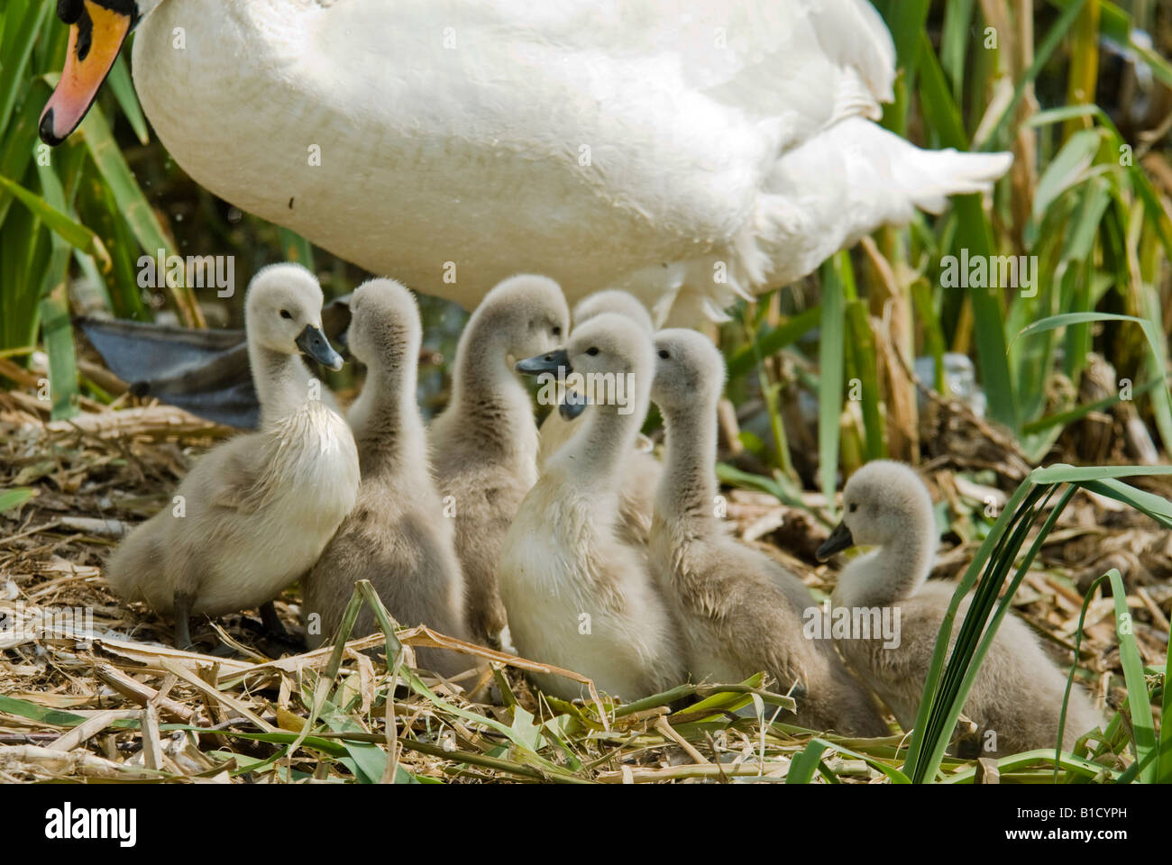 Cygnet on swan nest hi-res stock photography and images - Alamy