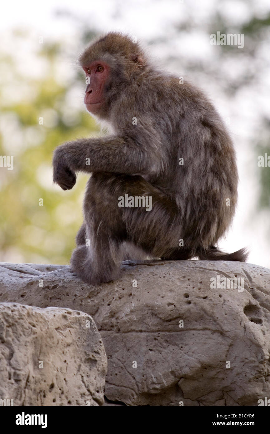 Darwin monkey hi-res stock photography and images - Alamy