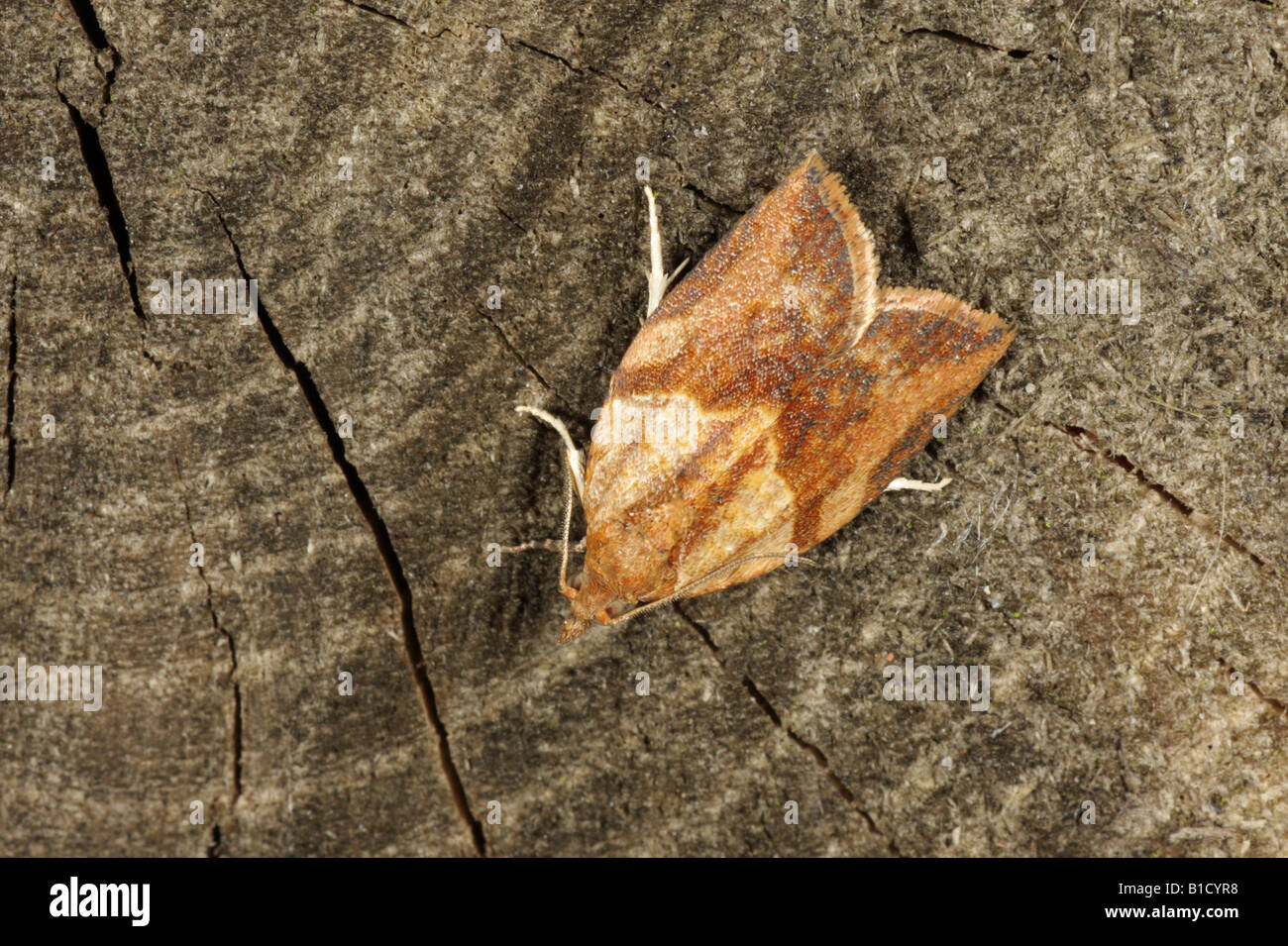 Light Brown Apple Moth - Epiphyas postvittana - male Stock Photo - Alamy