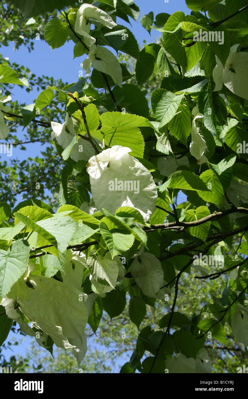 Hankerchief tree hi-res stock photography and images - Alamy