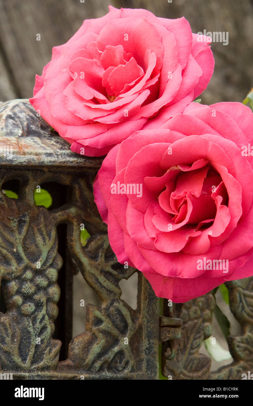 Red roses and night lantern Stock Photo - Alamy