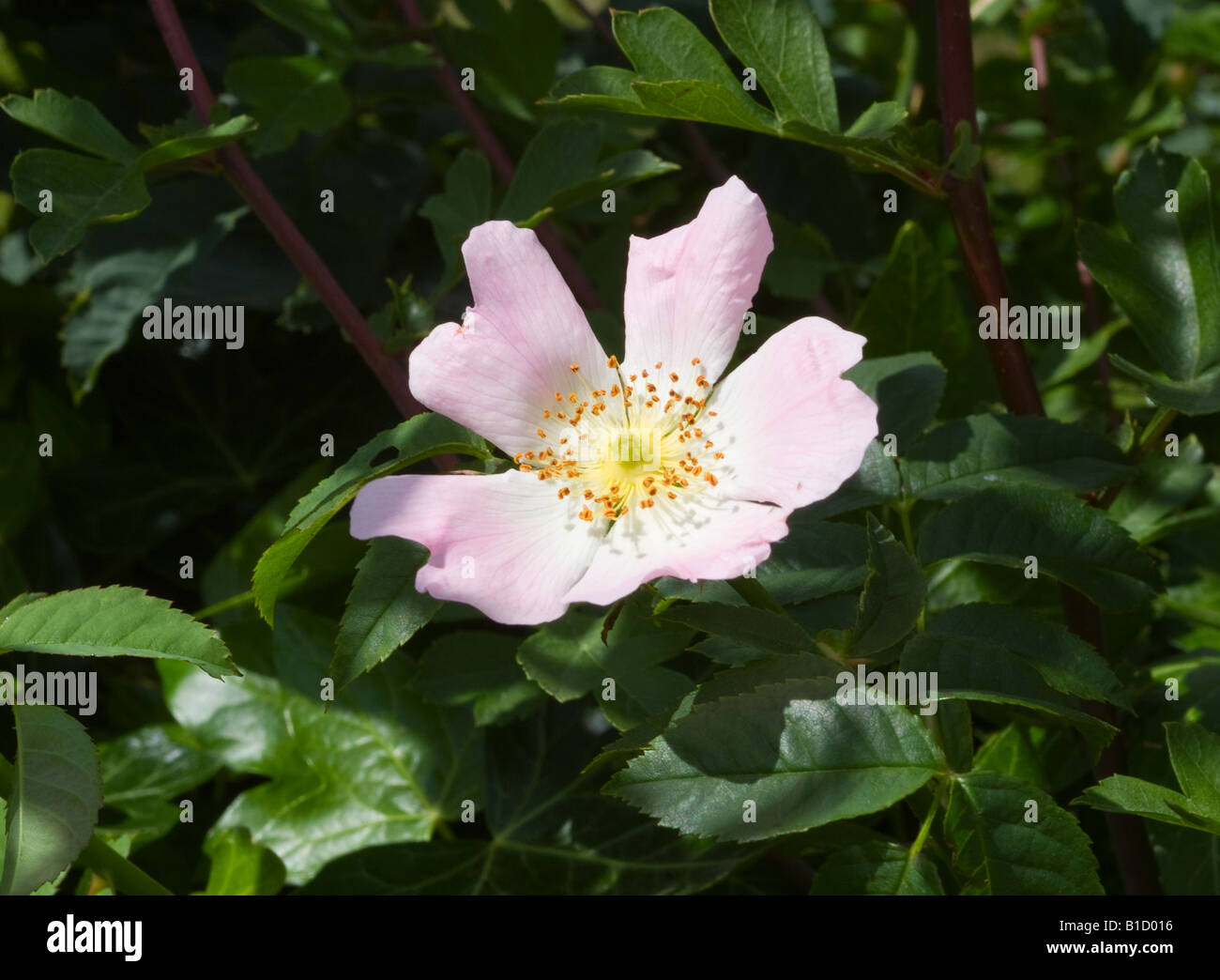 England dog rose hi-res stock photography and images - Alamy