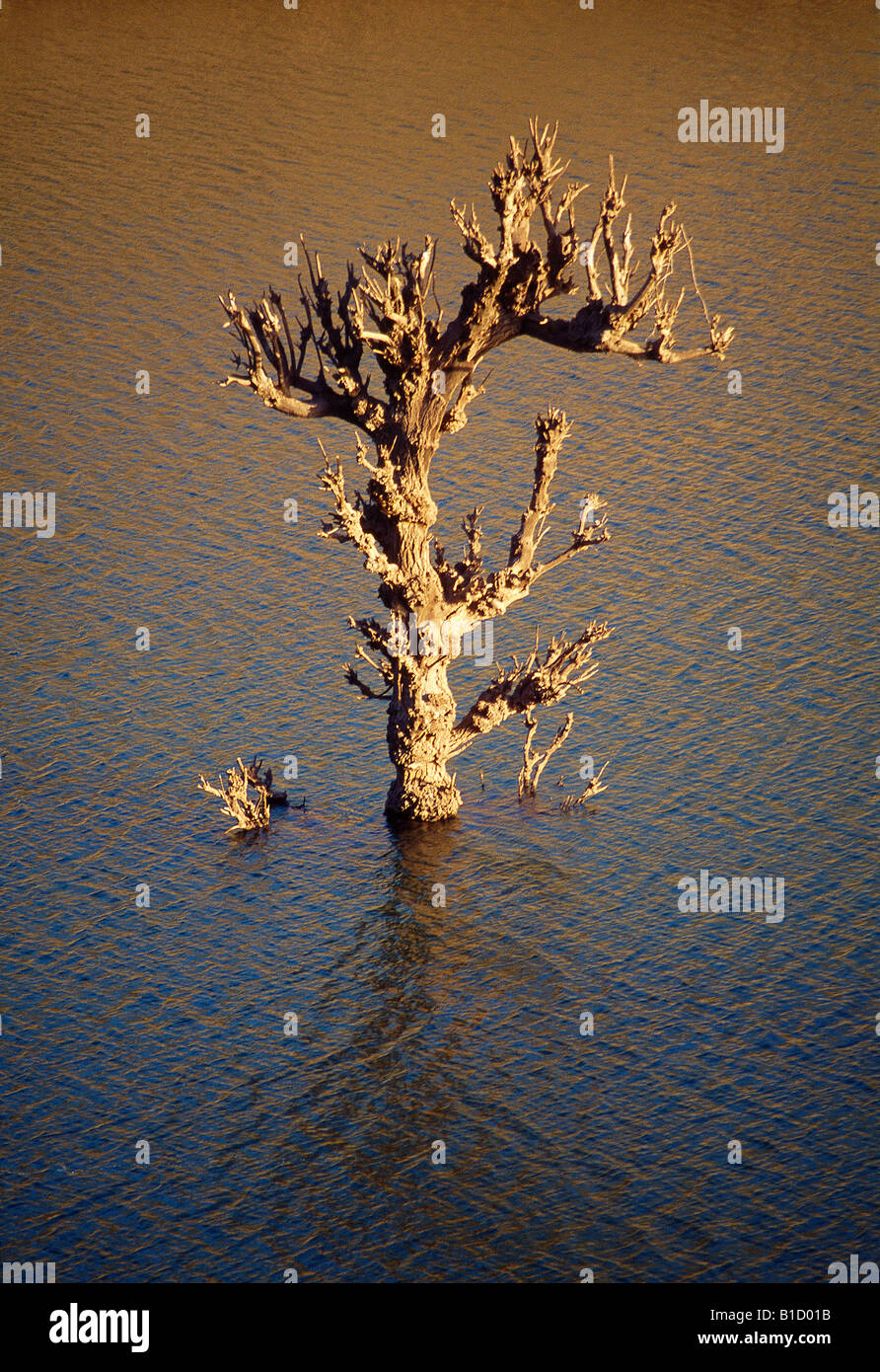 Dry tree inundated by the water. Mansilla reservoir. La Rioja province ...