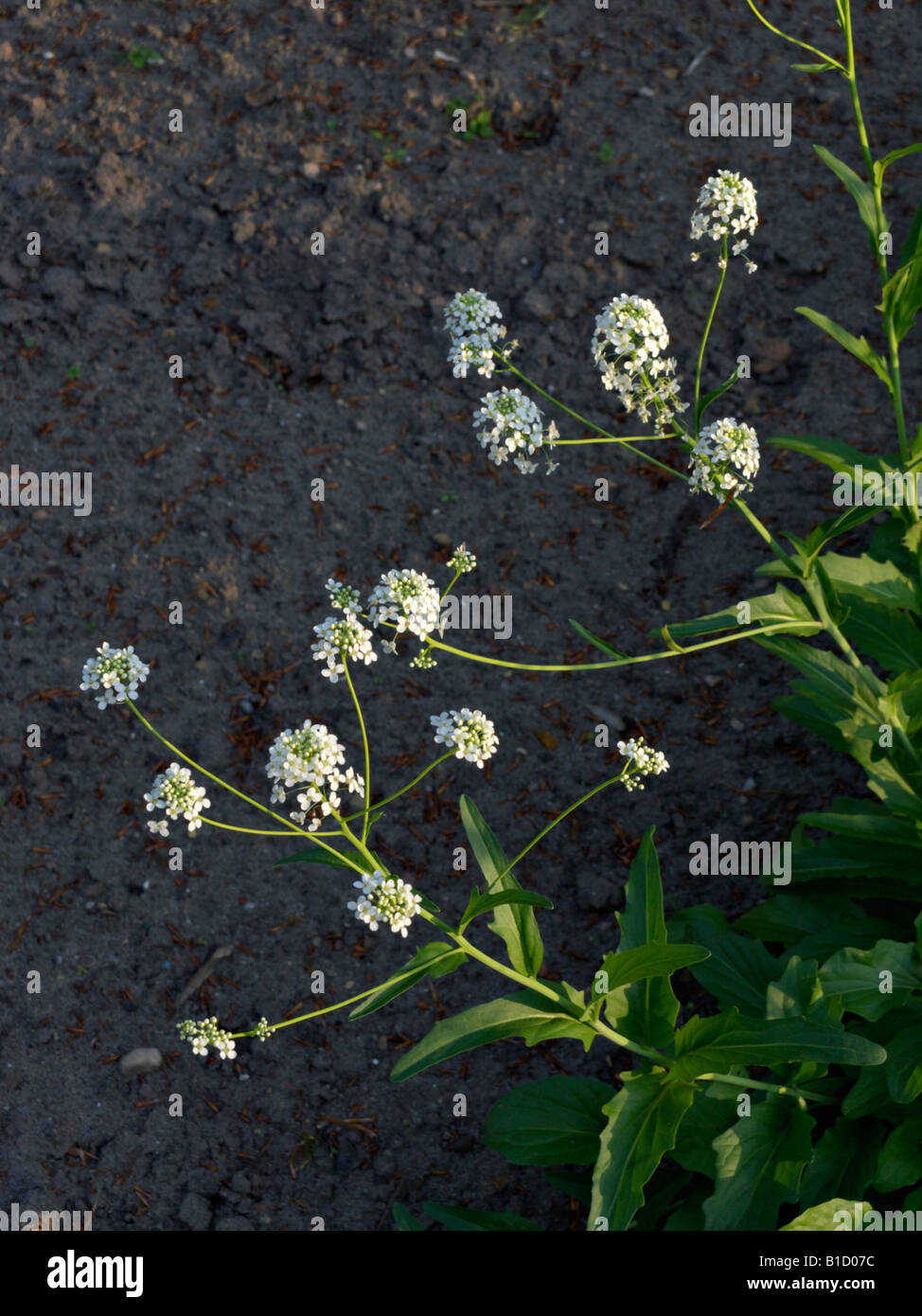 Garlic cress (Peltaria alliacea Stock Photo - Alamy
