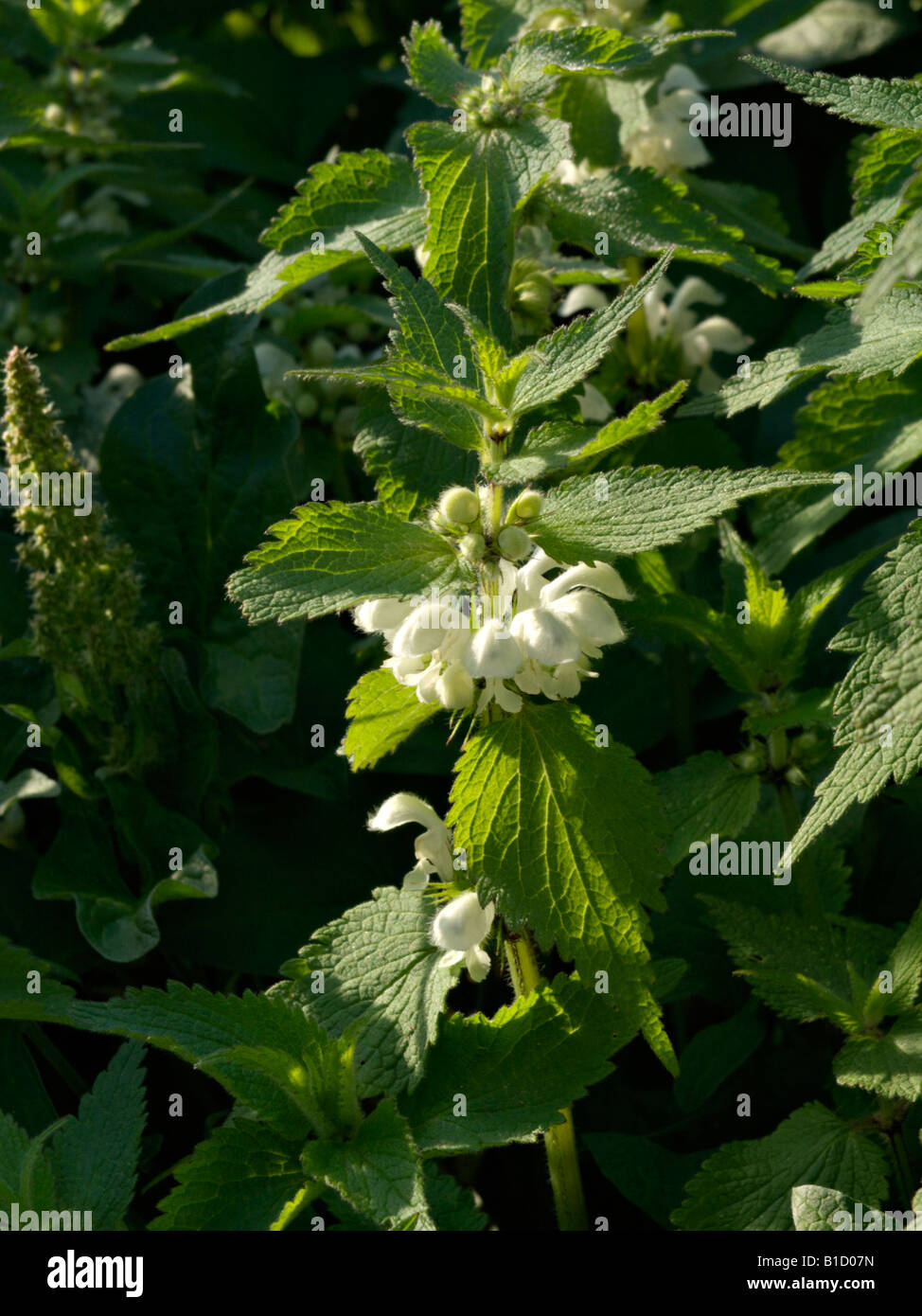 White dead nettle (Lamium album Stock Photo - Alamy
