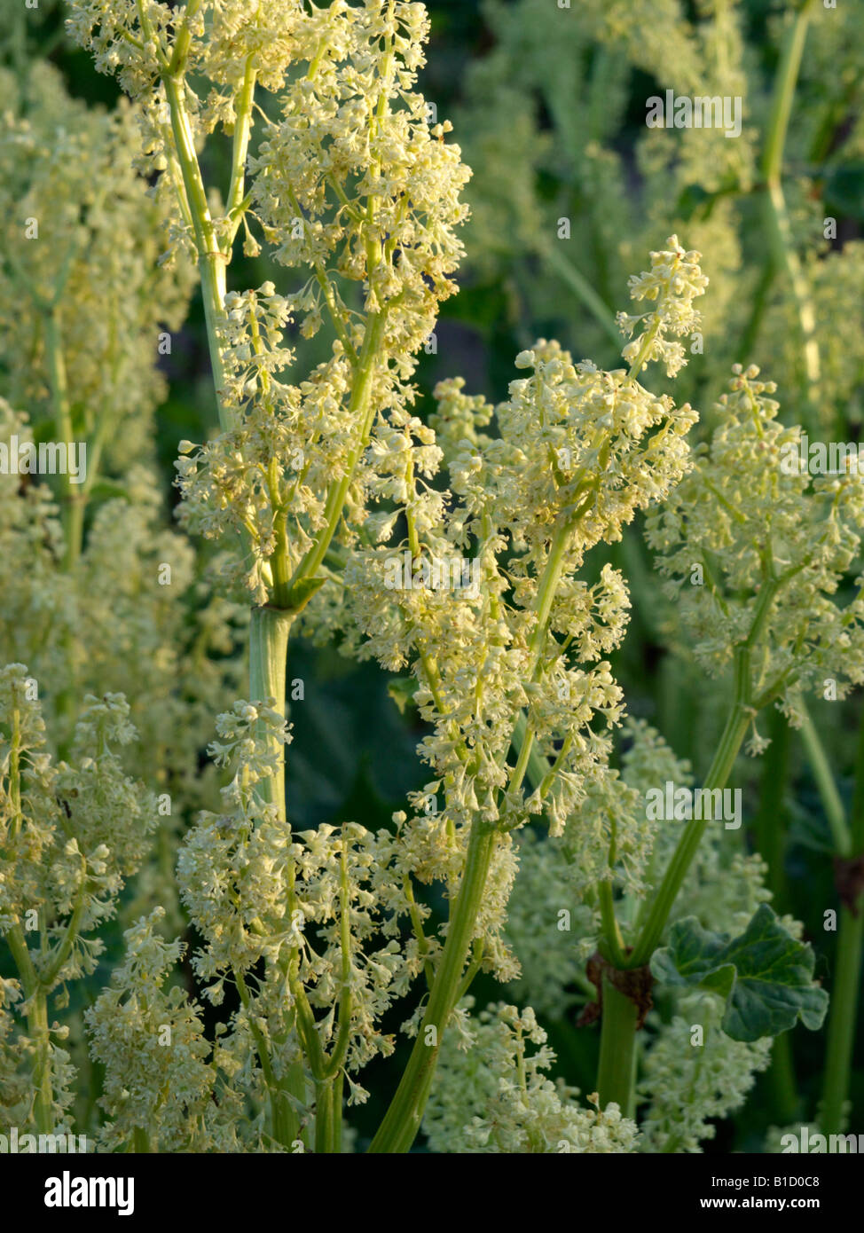 Garden rhubarb (Rheum rhabarbarum syn. Rheum undulatum Stock Photo - Alamy