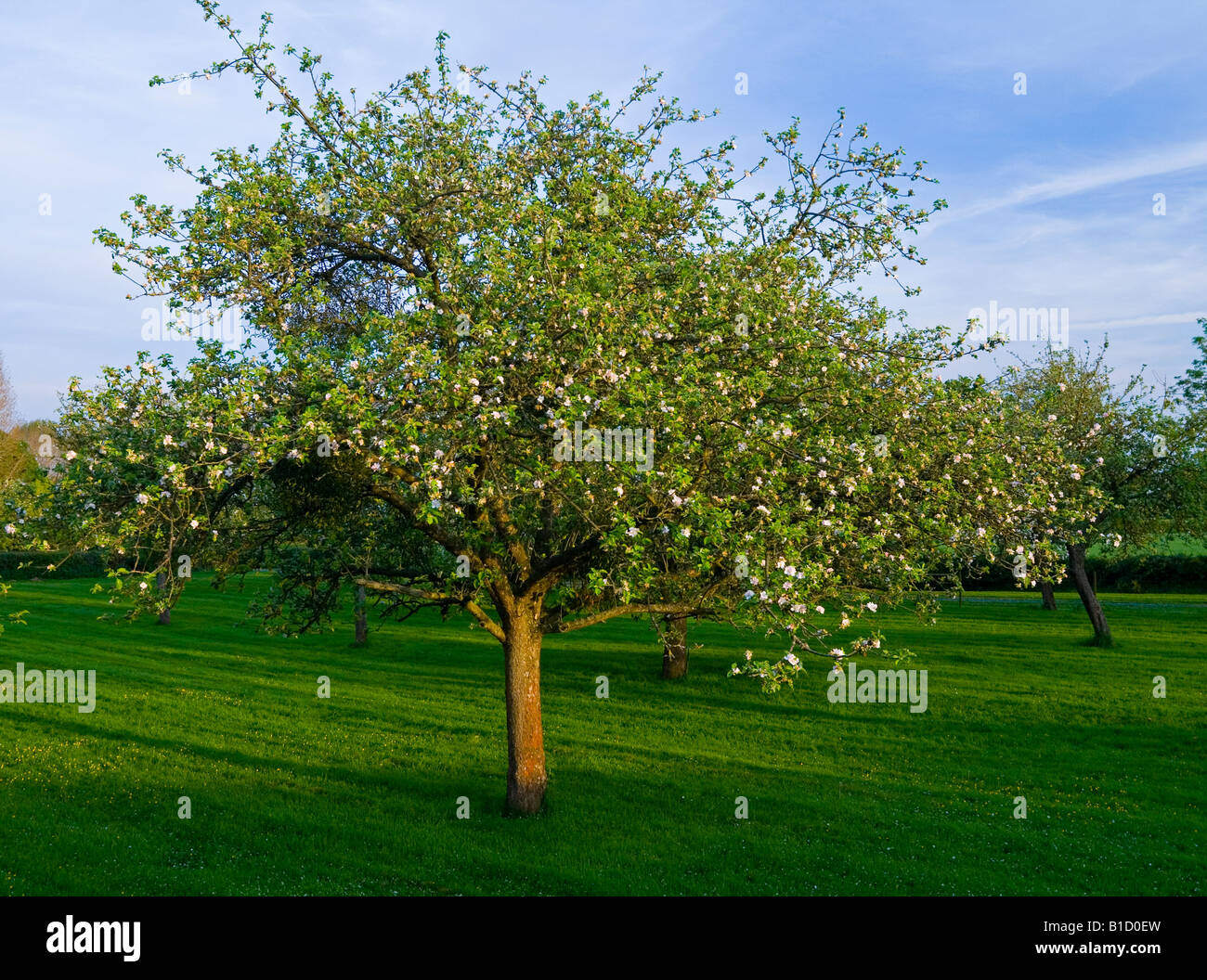 Apple tree in orchard in Herefordshire England UK photographed in May ...