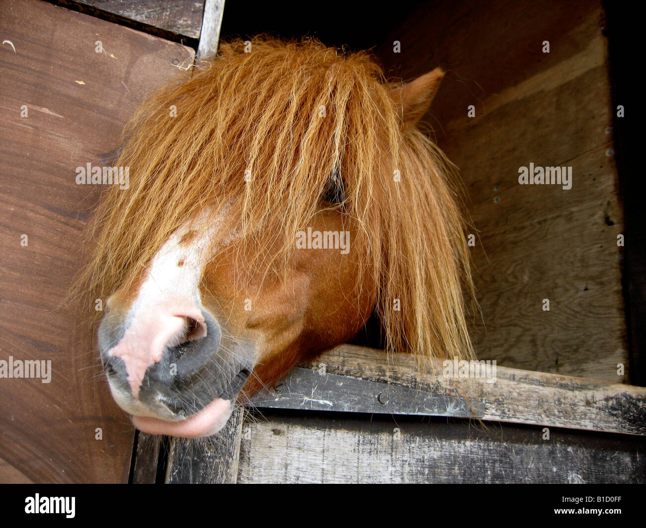 Shetland pony use hi-res stock photography and images - Alamy