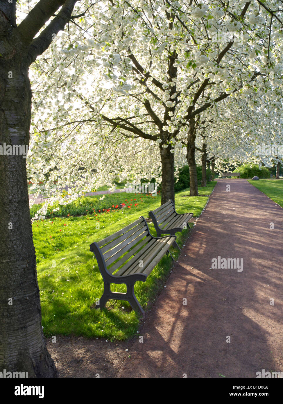 Park benches cherry blossom trees hi-res stock photography and images ...