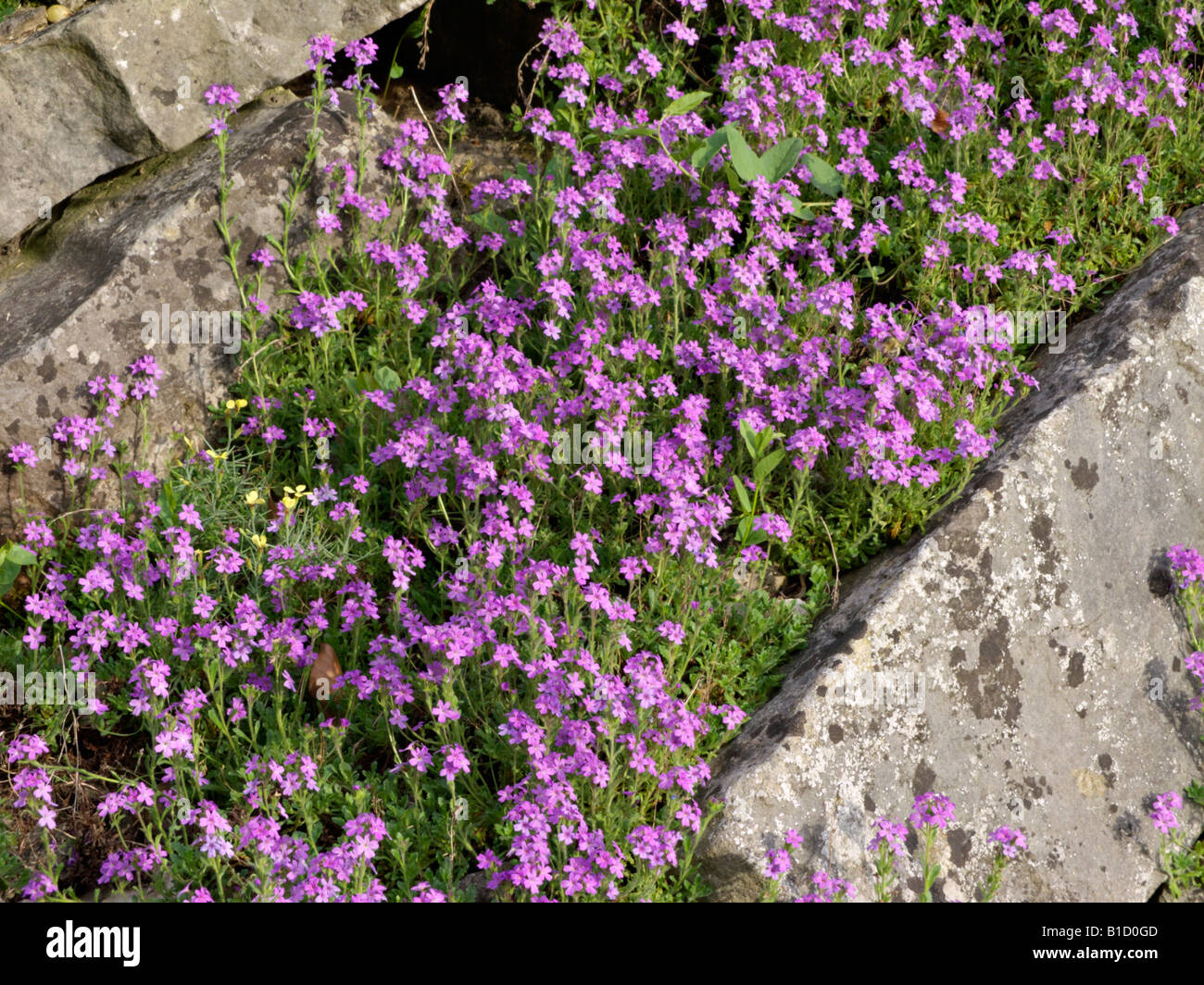 Fairy foxglove (Erinus alpinus Stock Photo - Alamy