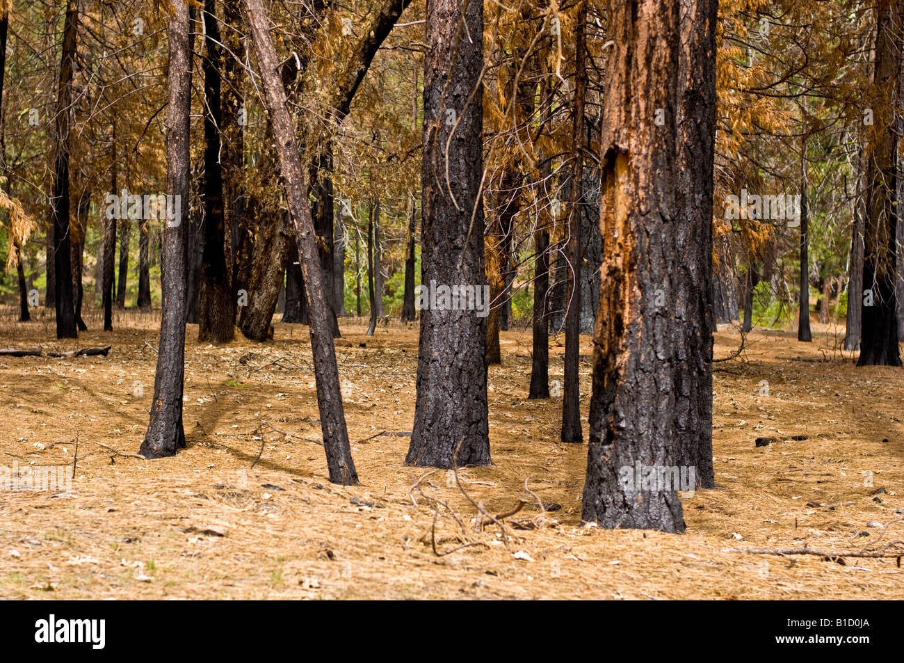 Forest fire remains Stock Photo - Alamy