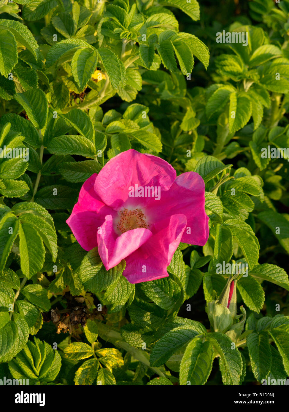 Rose rosa rugosa flowering hi-res stock photography and images - Alamy