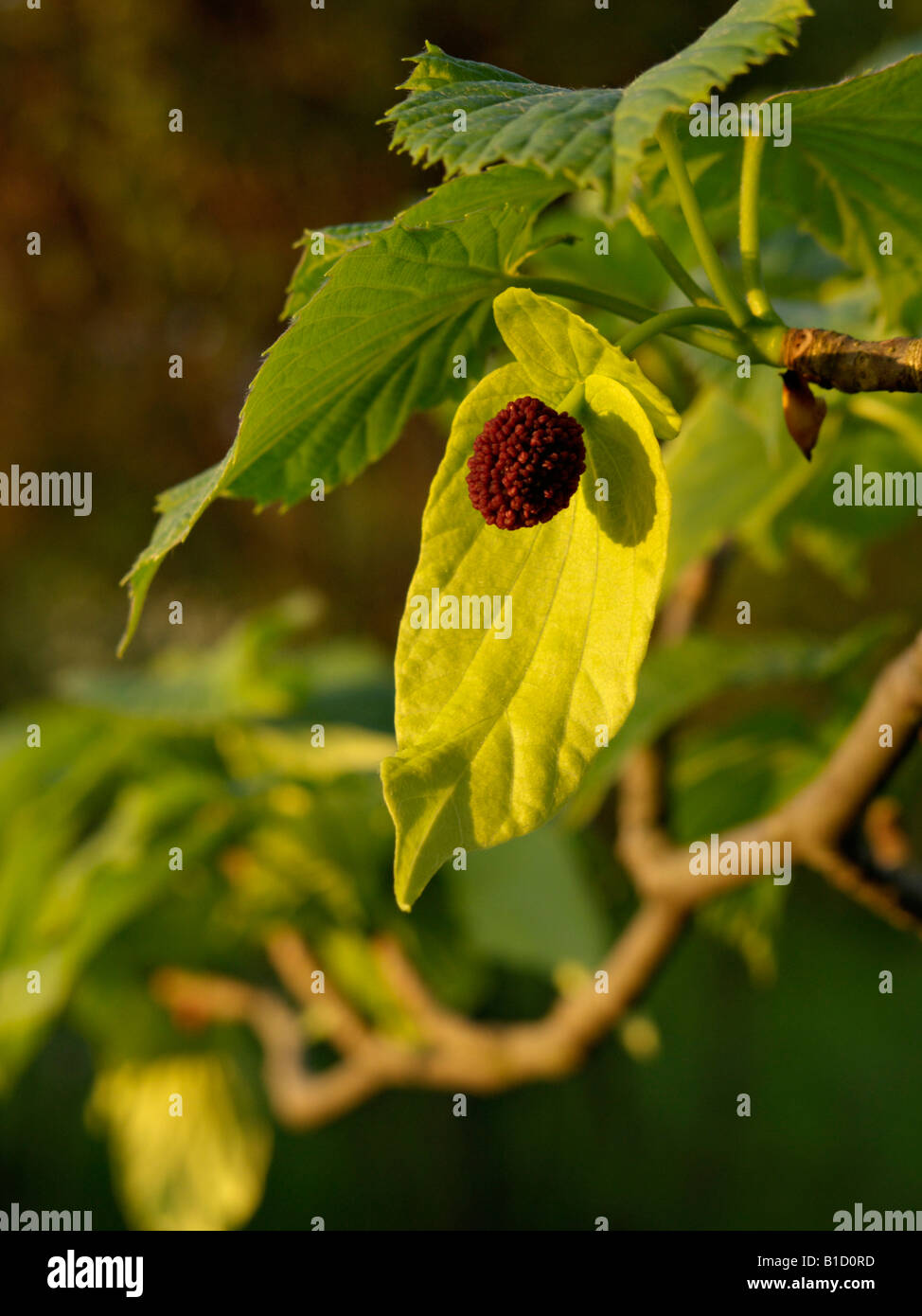 Davidia involucrata dove tree handkerchief tree hi-res stock ...