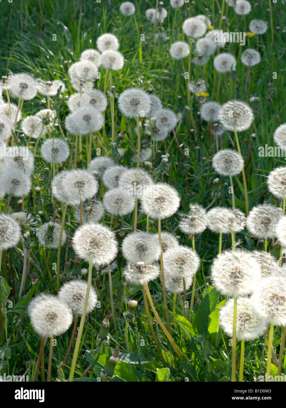 Wilted dandelions hi-res stock photography and images - Alamy