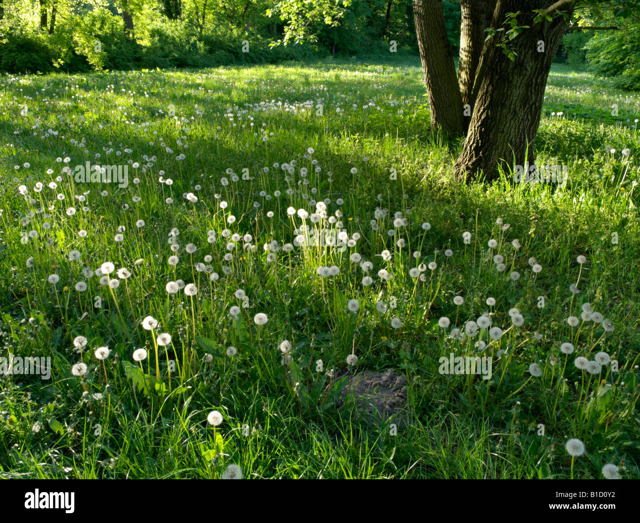 Common dandelion (Taraxacum officinale Stock Photo - Alamy