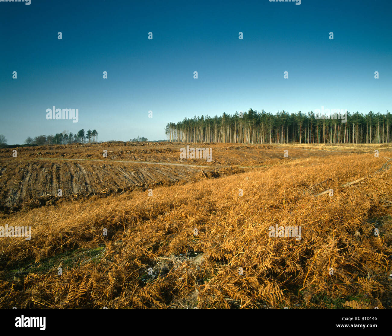 dunwich forest, suffolk, england Stock Photo - Alamy