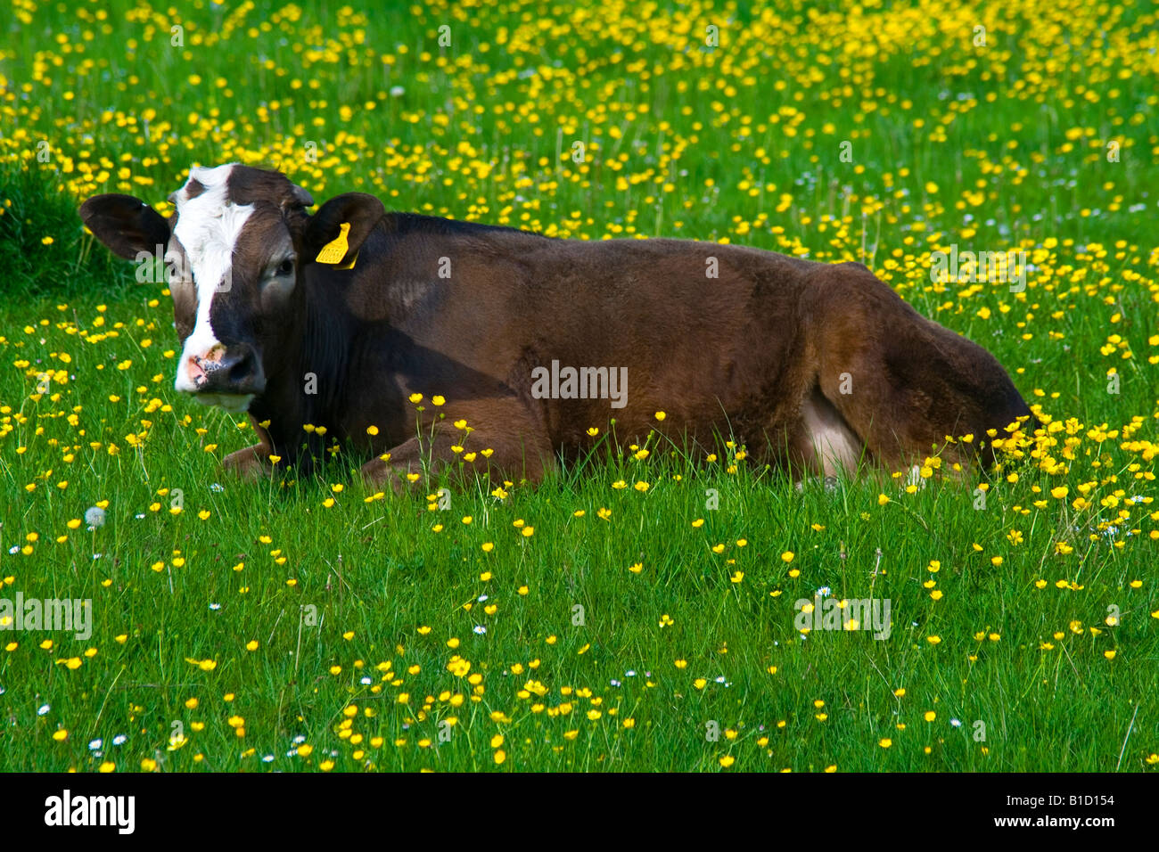 Cow lying down hi-res stock photography and images - Alamy