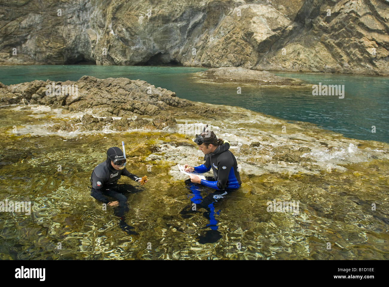 Marine biologists examining algal cover on the rocks Stock Photo - Alamy