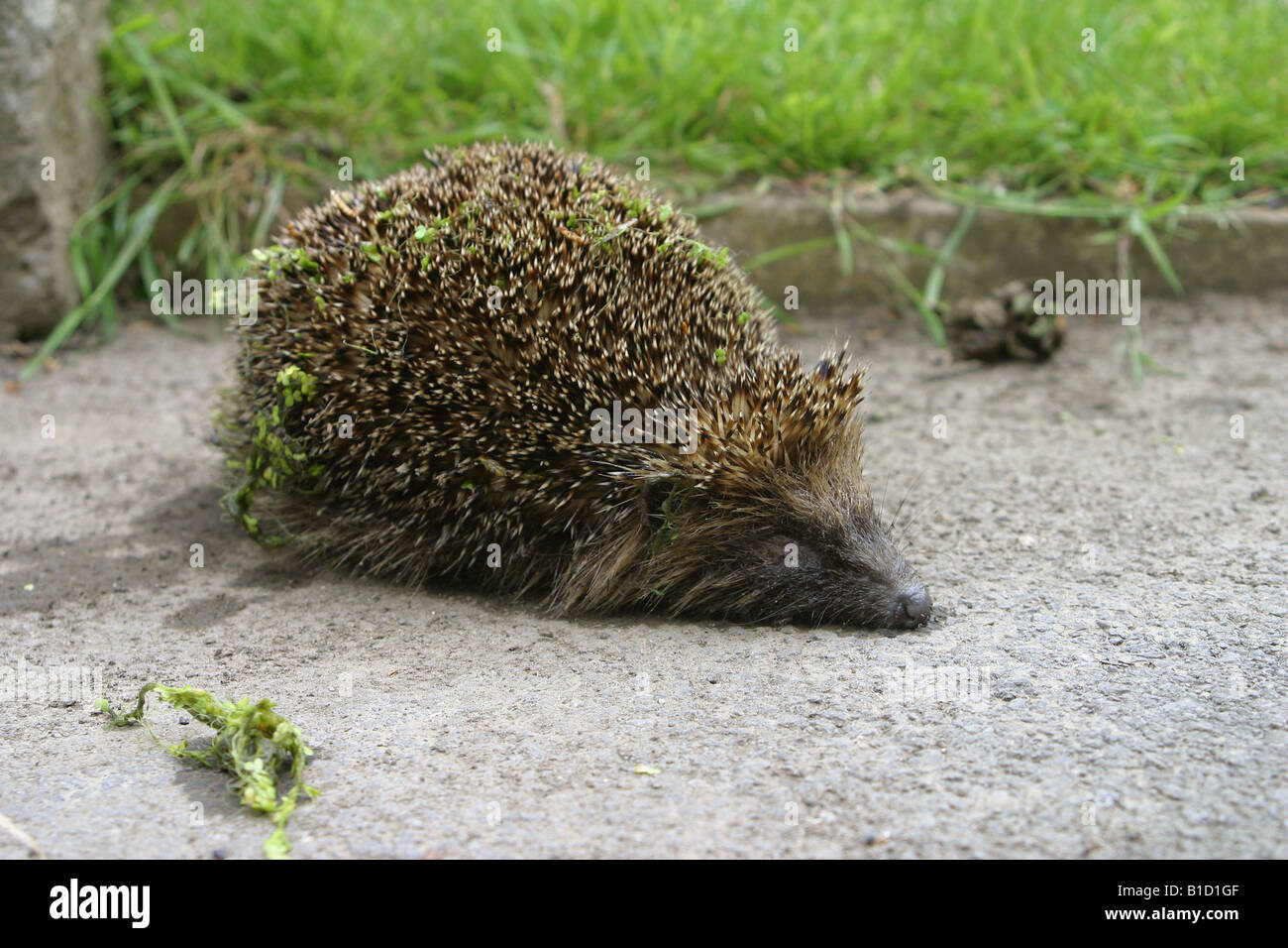 Hedgehog profile,(erinceaus europaeus) horizontal format. Hedgehog 1267 ...