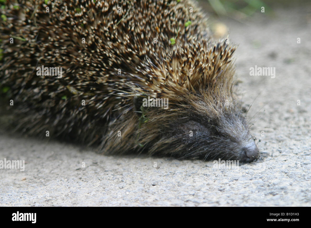 Hedgehog profile,(erinceaus europaeus) horizontal format. Hedgehog 1265 ...
