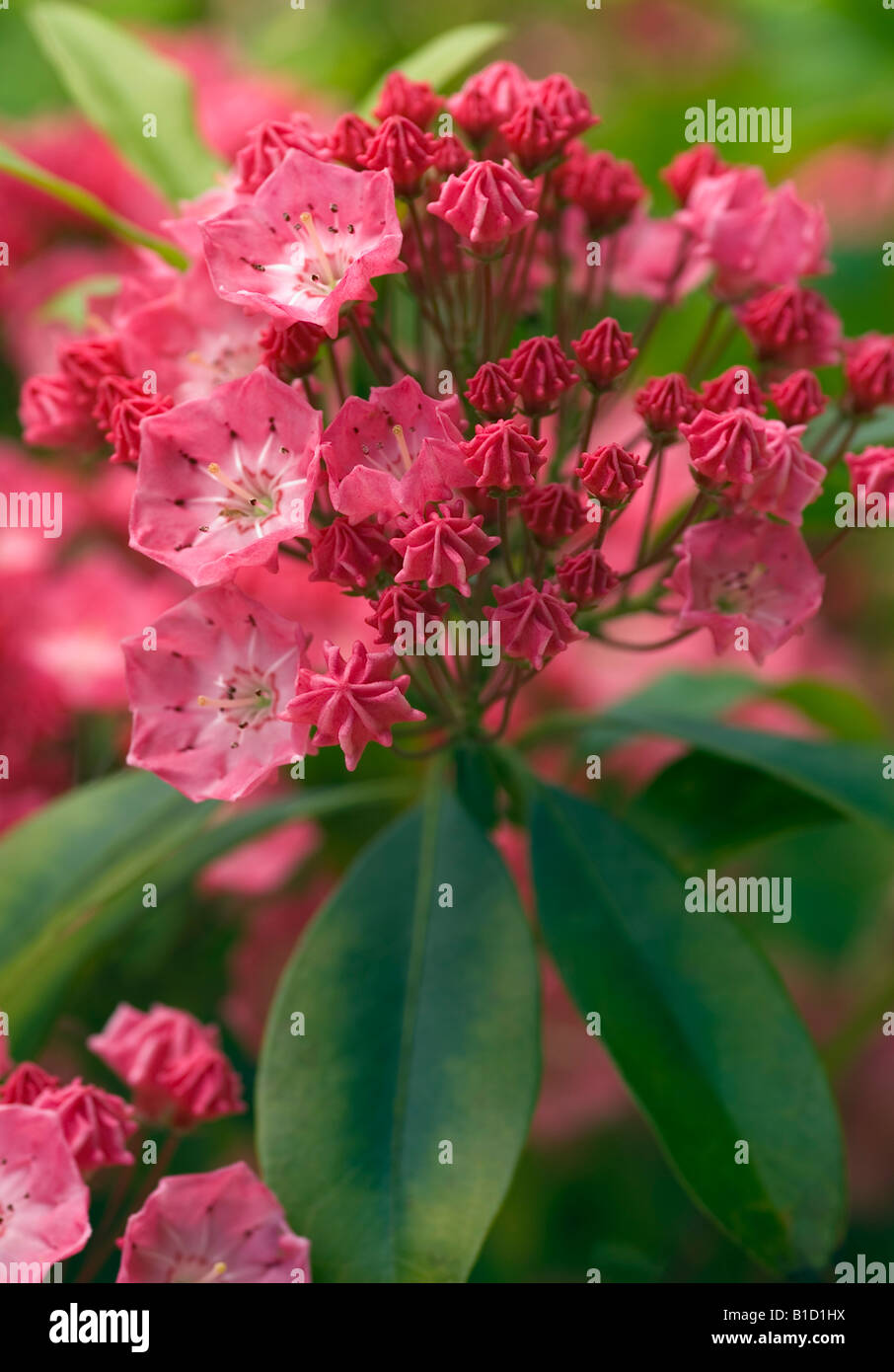 KALMIA LATIFOLIA PINK CHARM CALICO BUSH Stock Photo - Alamy