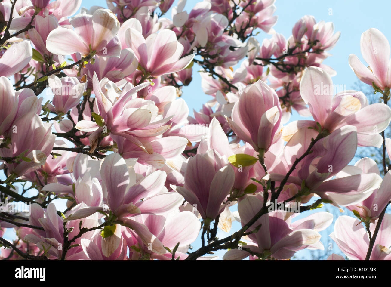 Blossoming twig of magnolia tree on blue sky background Stock Photo - Alamy