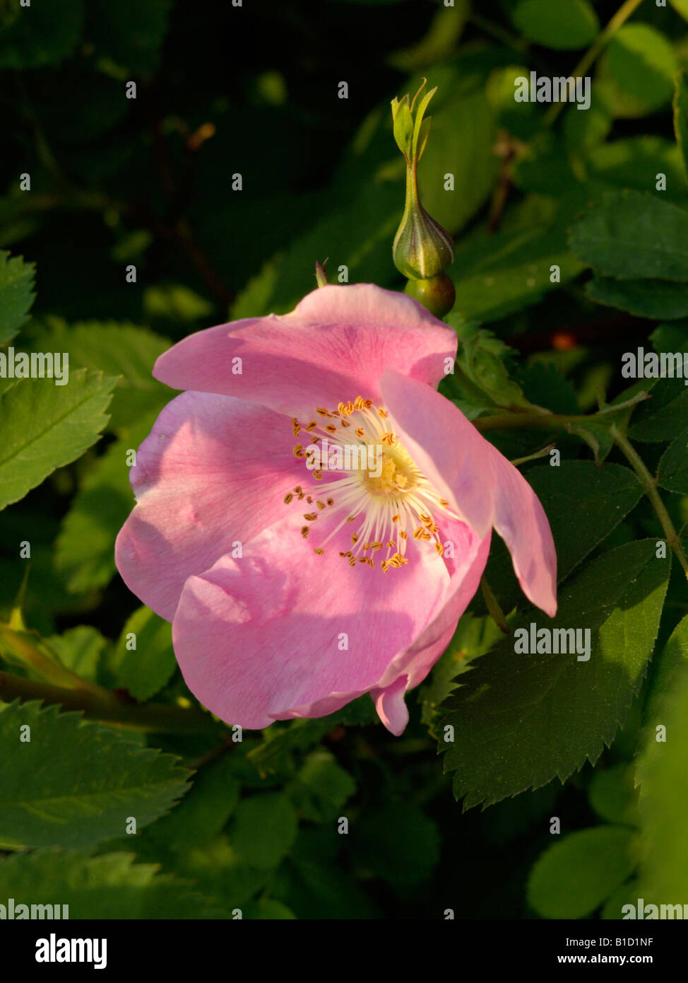 Rose (Rosa Manetti Stock Photo - Alamy