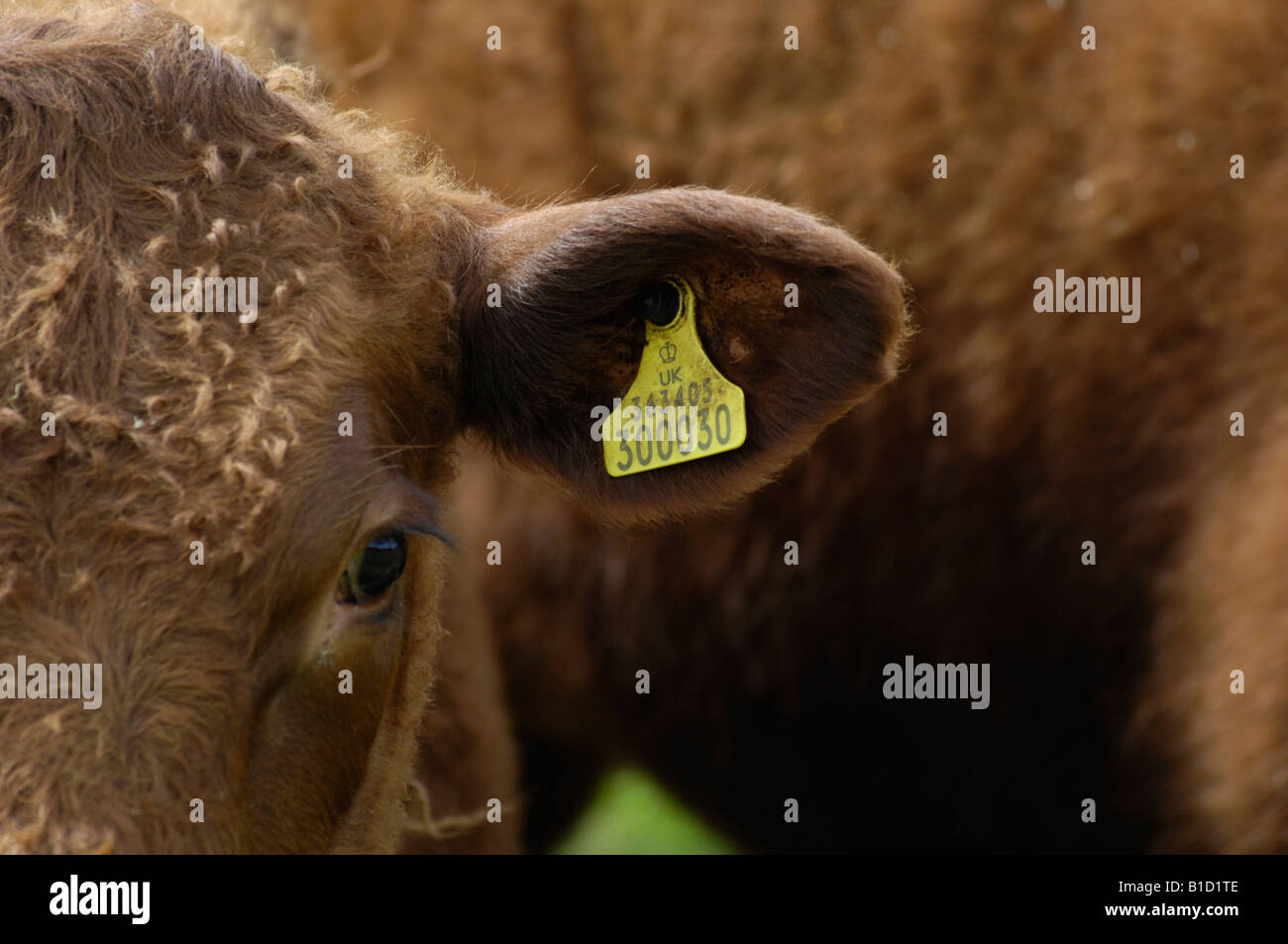 Ear tag on "Devon Ruby Red" cattle Stock Photo - Alamy