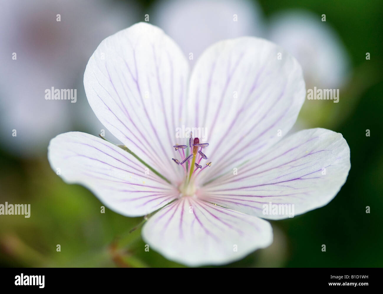 GERANIUM CLARKEI KASHMIR WHITE CRANESBILL Stock Photo - Alamy