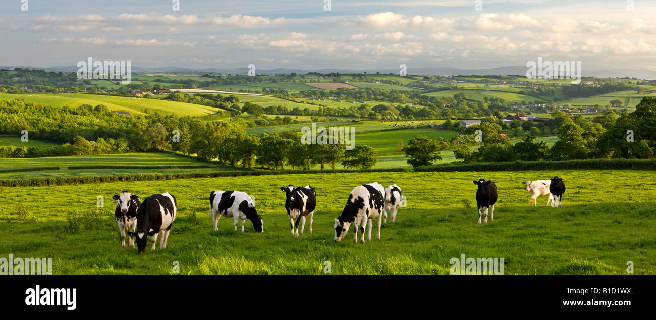 Friesian cows grazing on the beautiful mid Devon Countryside England ...