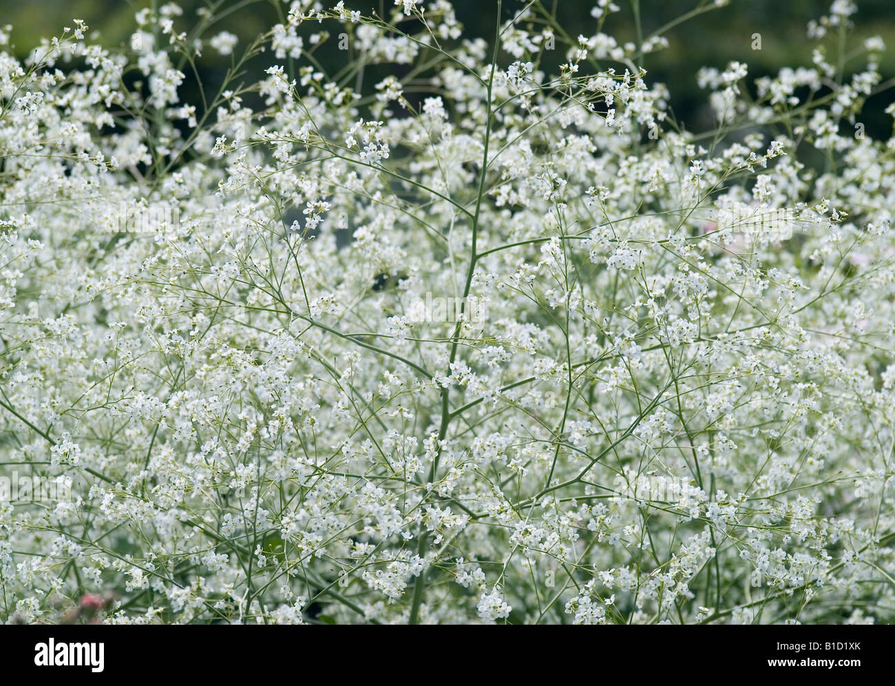 Crambe cordifolia hi-res stock photography and images - Alamy