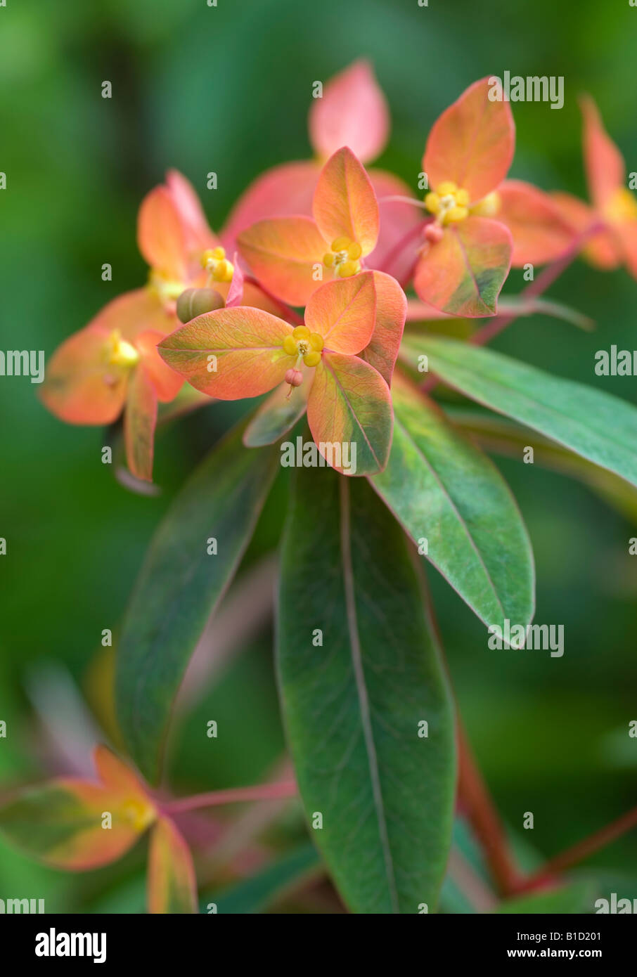 EUPHORBIA GRIFFITHII DIXTER Stock Photo - Alamy