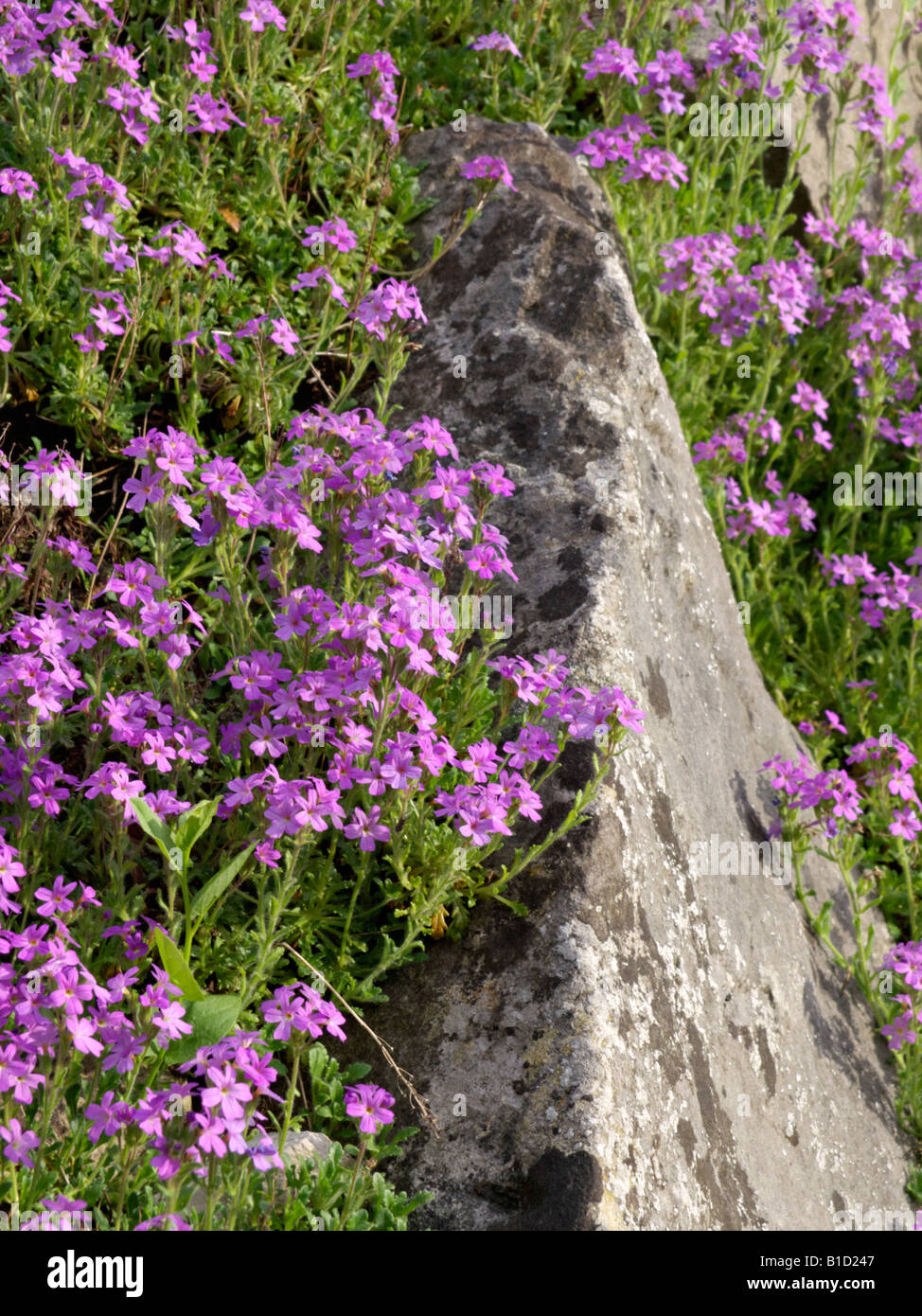 Fairy foxglove hi-res stock photography and images - Alamy