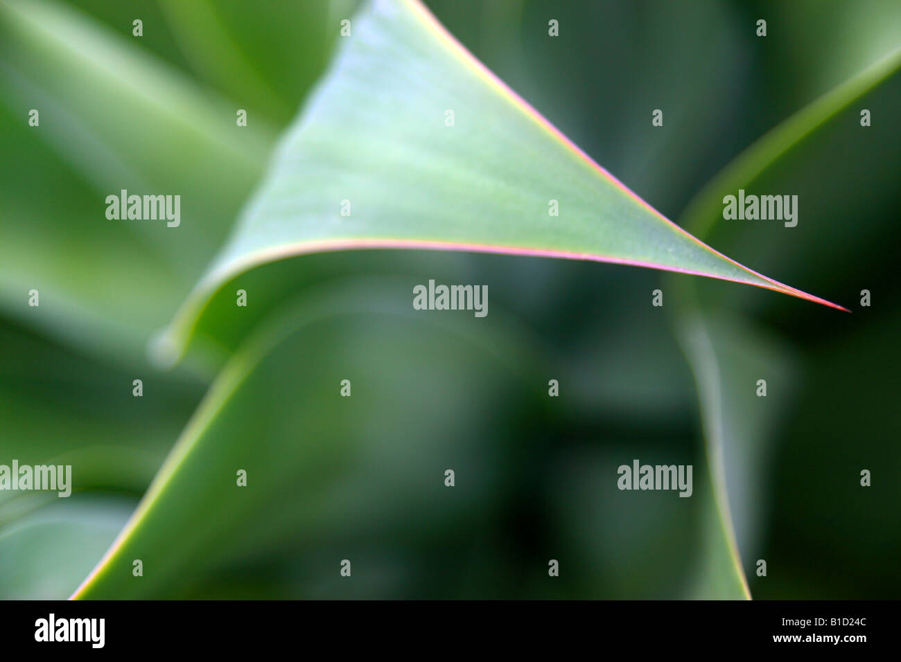 Close up of a sharp leaf Stock Photo - Alamy