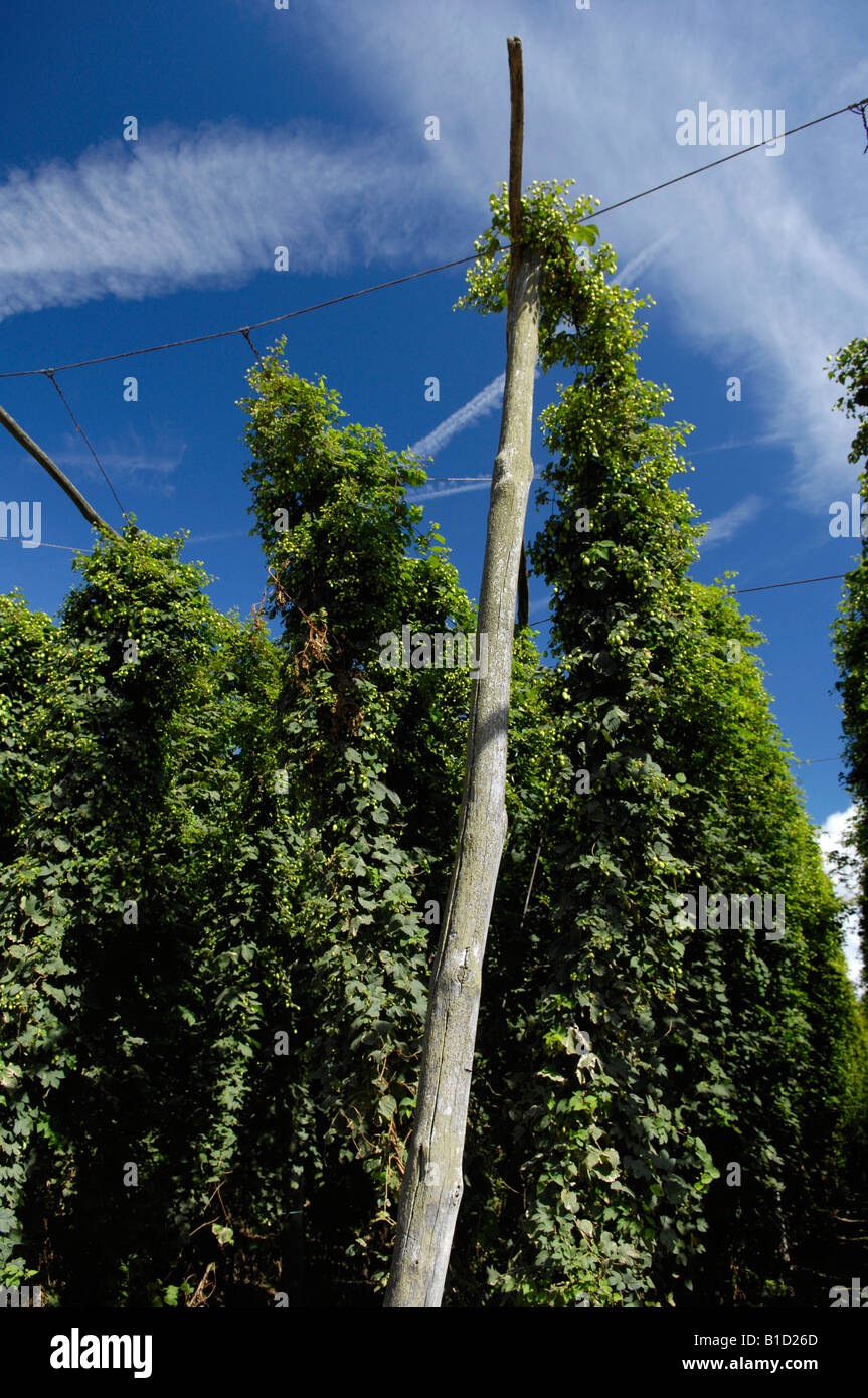 Hop bines vines Humulus lupulus growing in Kent England Stock Photo - Alamy