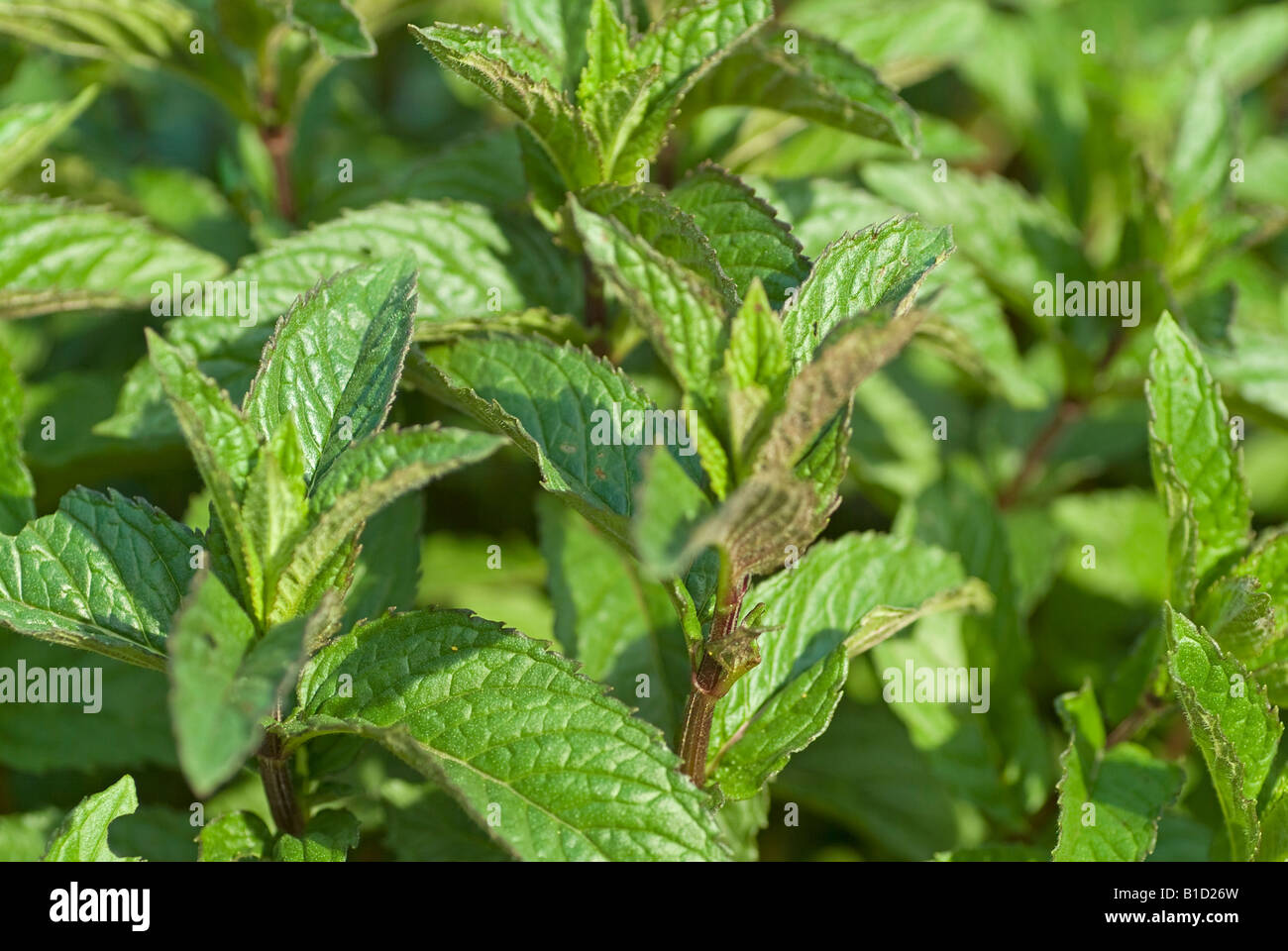 Mentha piperita hi-res stock photography and images - Alamy