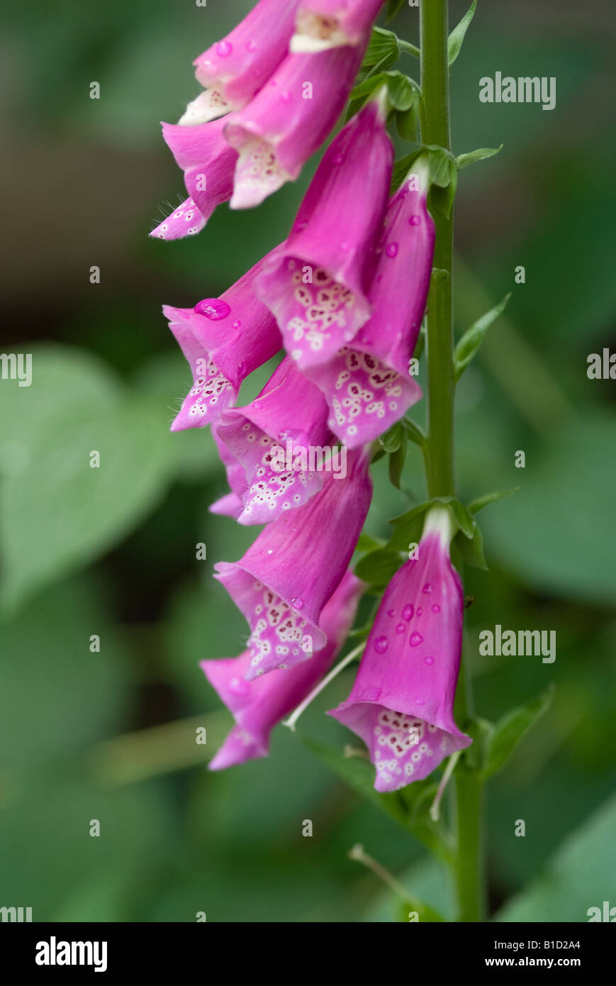 Pink Flowering Foxglove in a Cheshire Garden Stock Photo - Alamy